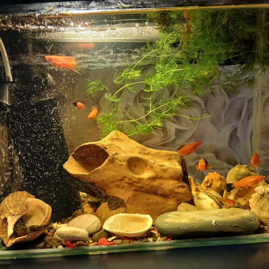 Меченосцы, сомики