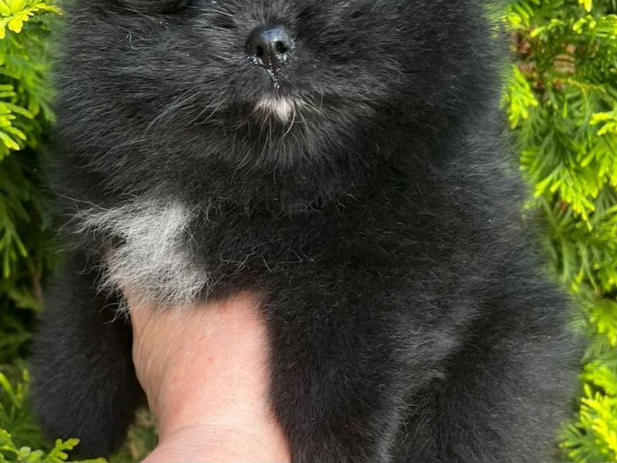 Померанский шпиц медвежьего типа