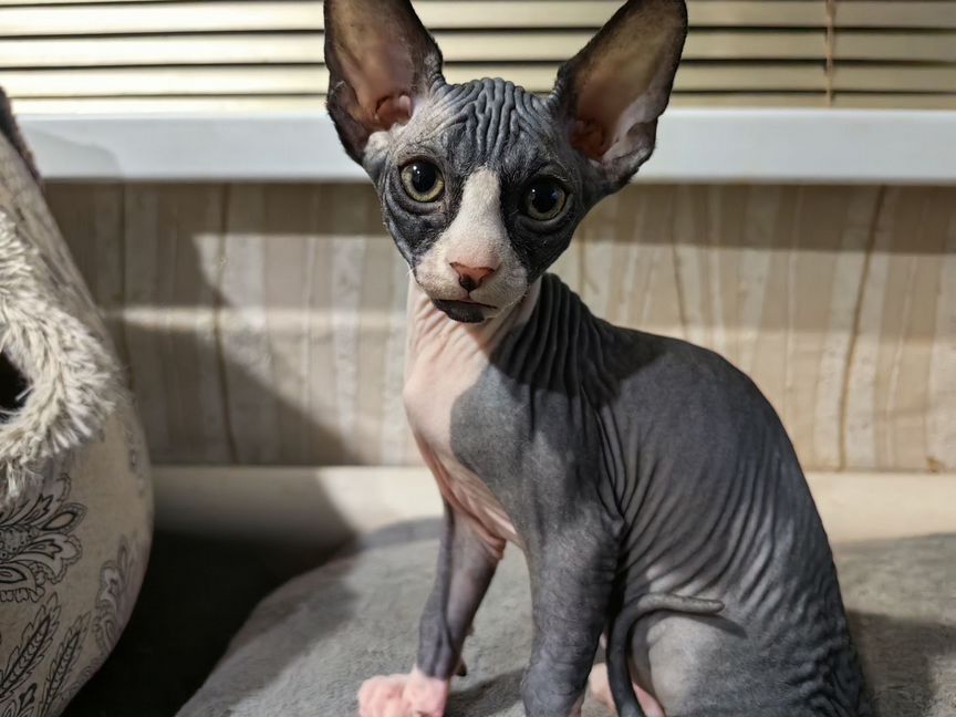 Девочка сфинкс