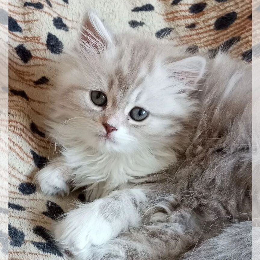 Шотландский прямоухий длинношёрстный котёнок