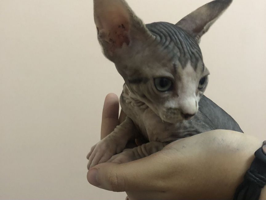 Кошка сфинкс