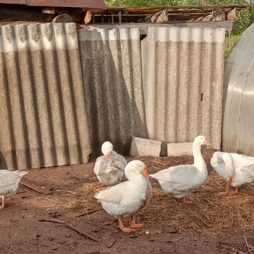 Продам гусей, 3 гусыни и 2 гусака