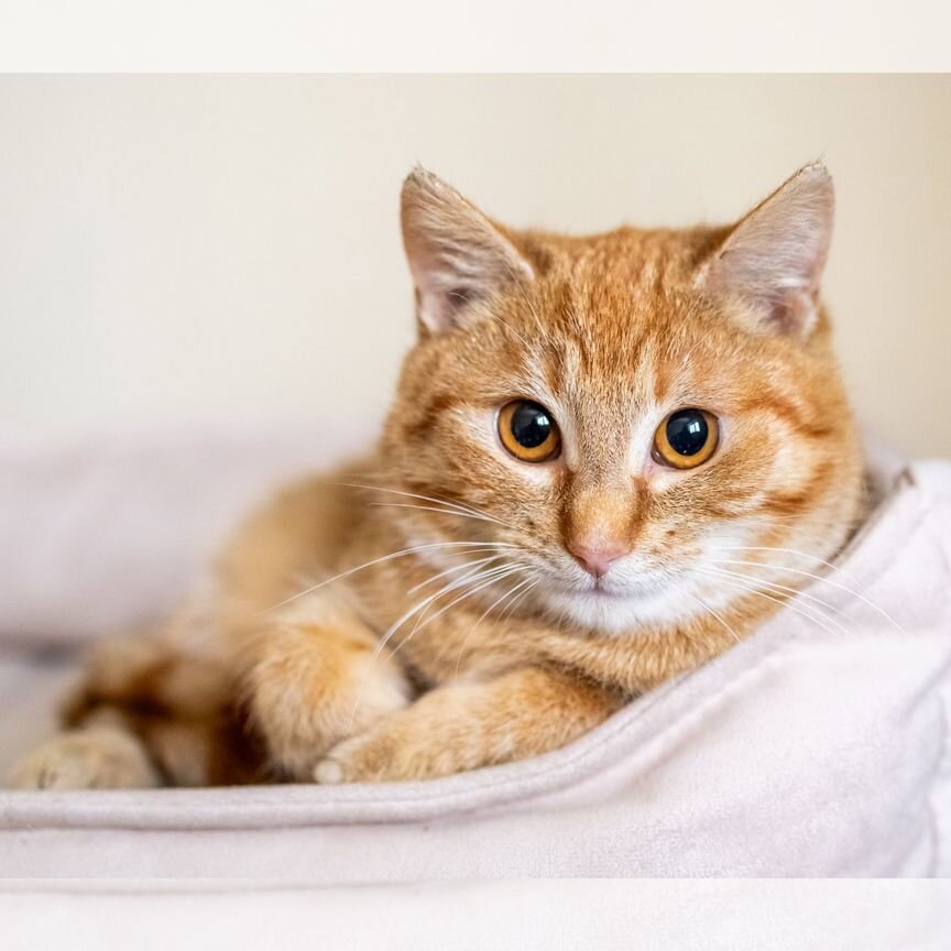 Котёнок из приюта