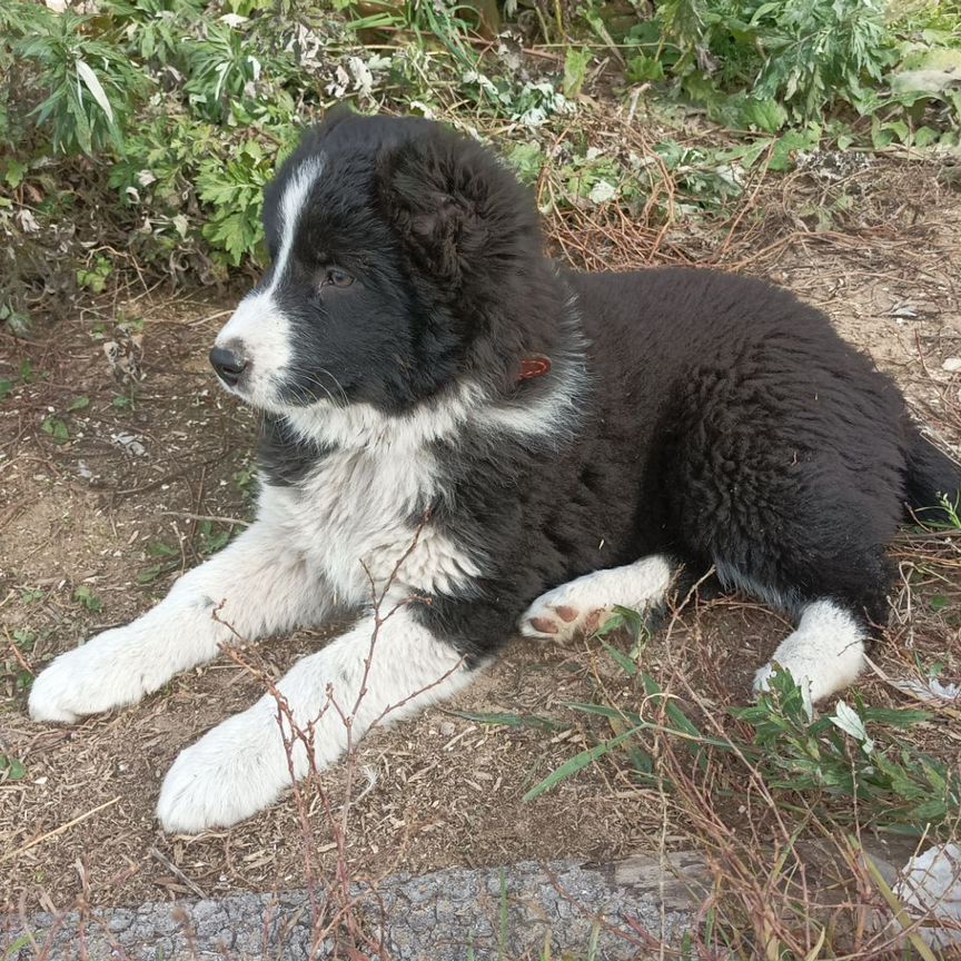 Среднеазиатская овчарка, щенок