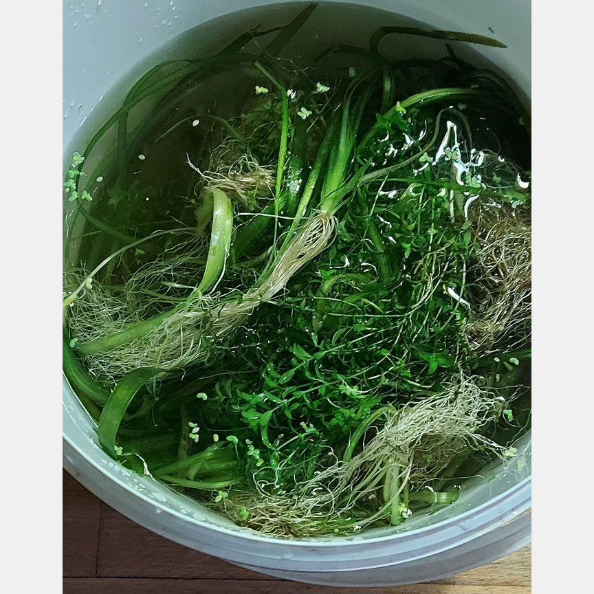 Растение в аквариум