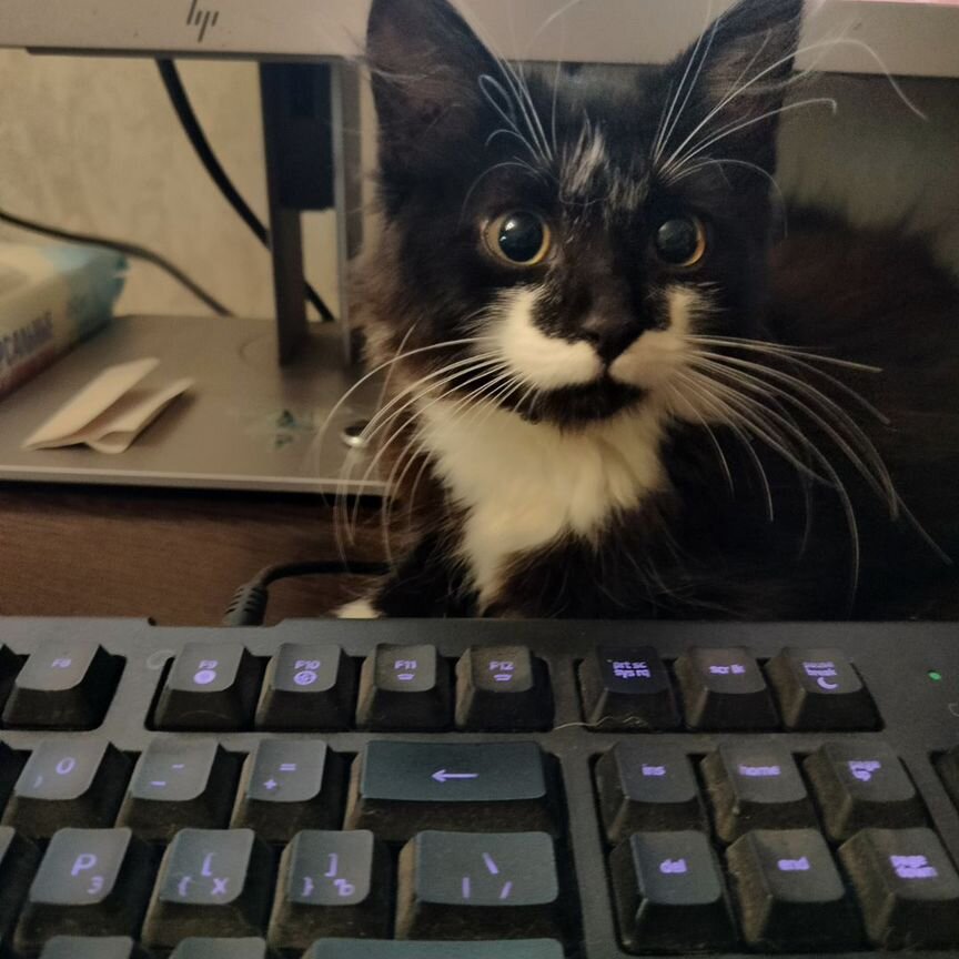 Котëнок ищет дом