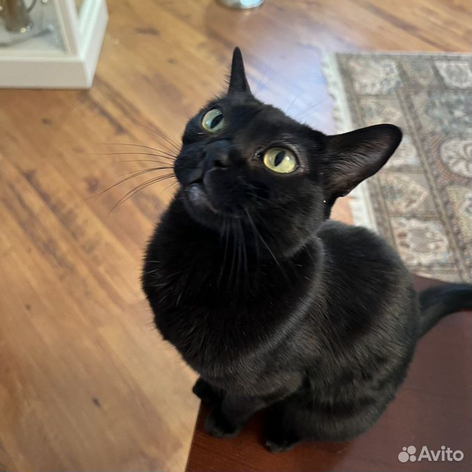 Кот сэм на час