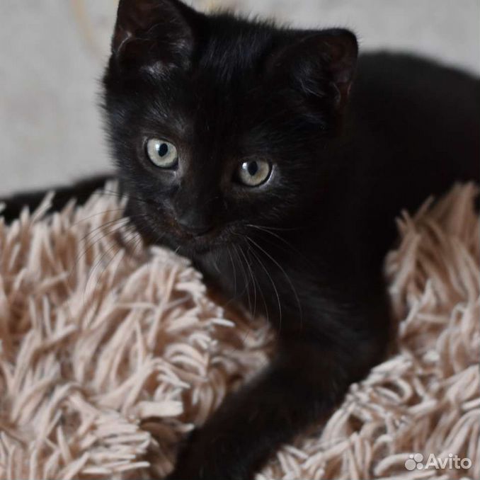 Очаровательная девочка ищет семью