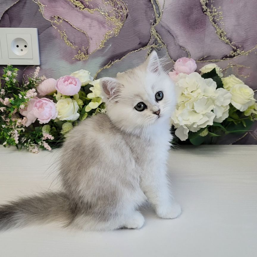 Мальчик персидская серебристая шиншилла