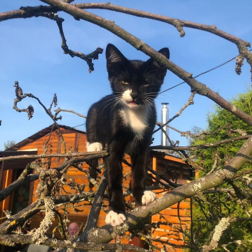 Шустрый котенок в добрые руки