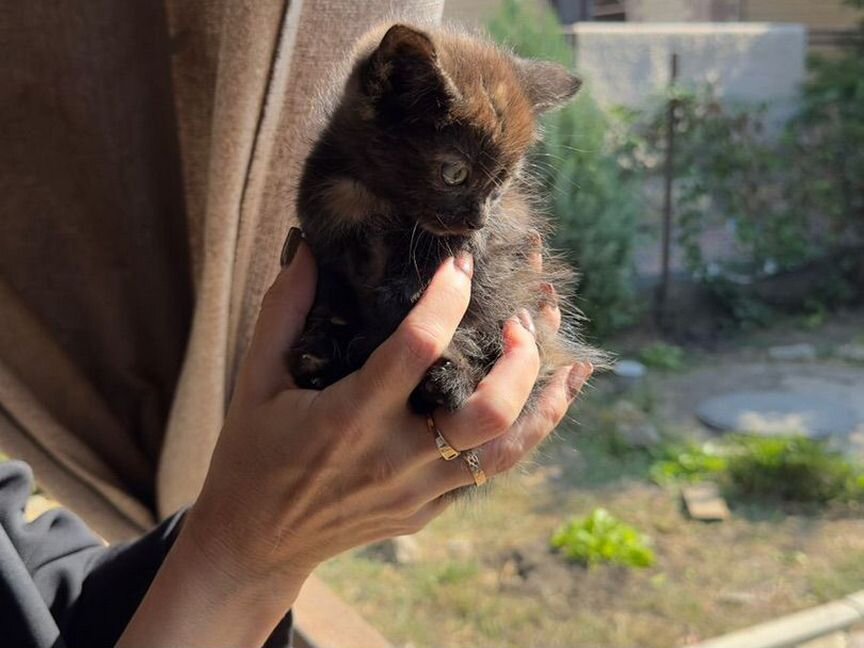 Котята в добрые руки бесплатно