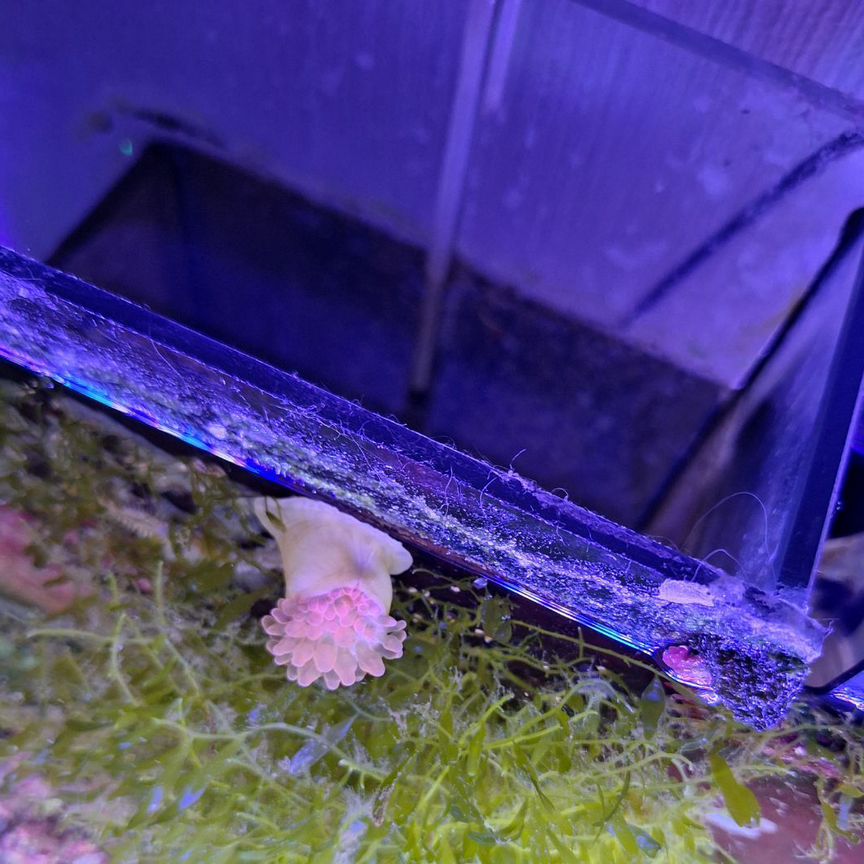 Актиния пузырчатая биколор