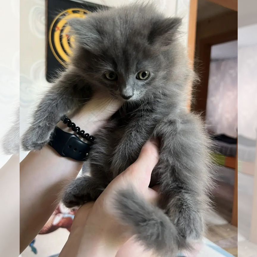 Котёнок в добрые руки