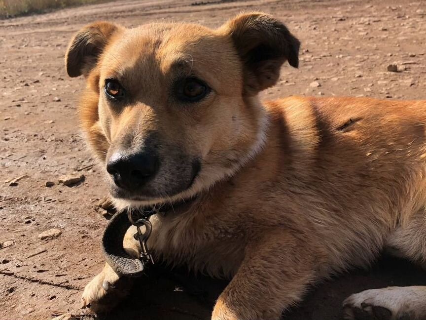 Собака в добрые руки