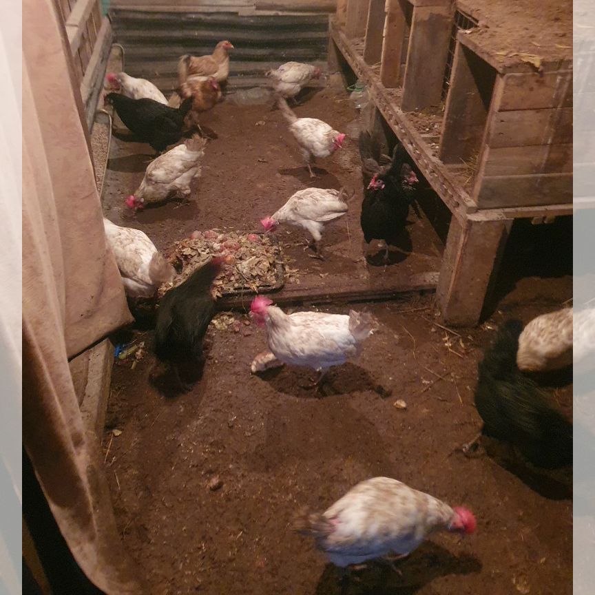 Куры несушки продам