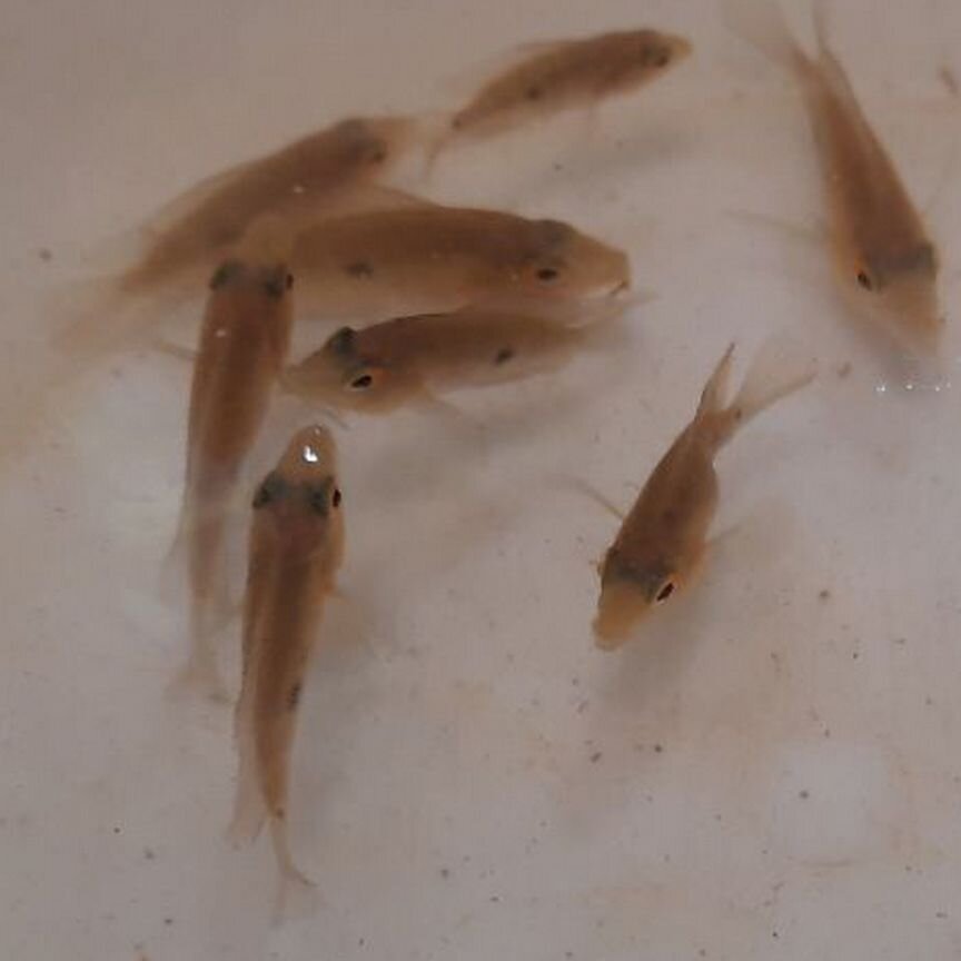 Цихлазома цитроновая