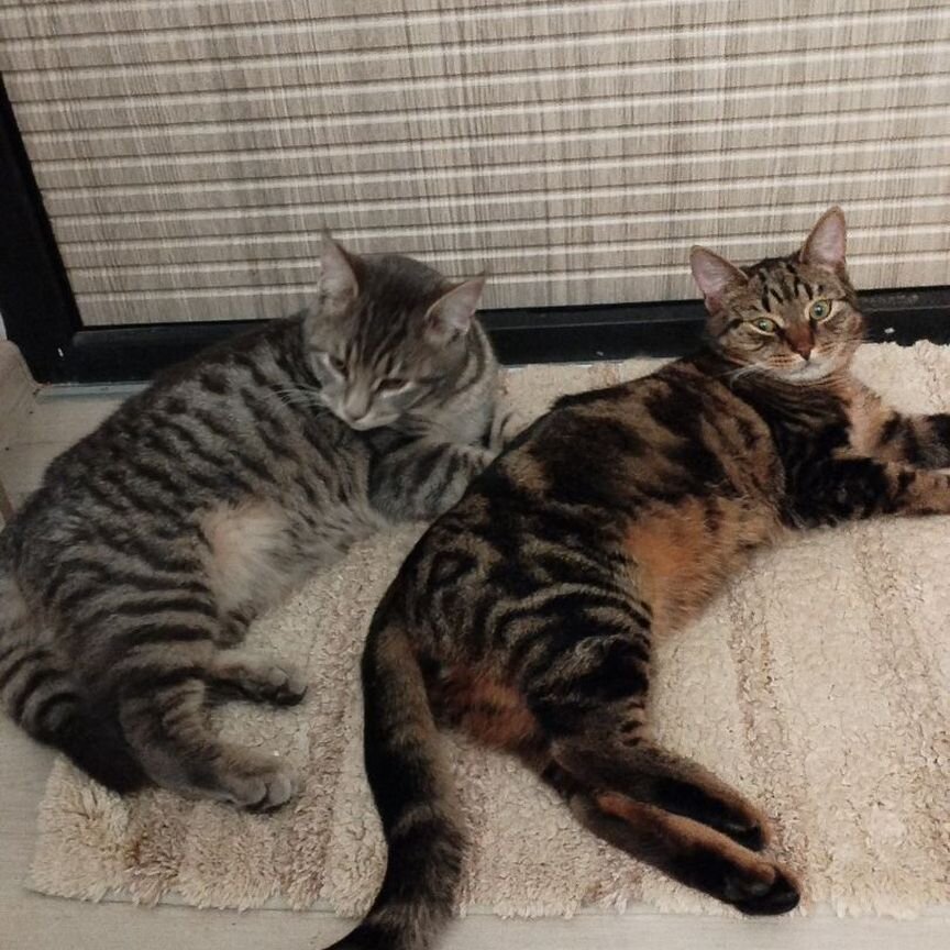 Коты 7 месяцев