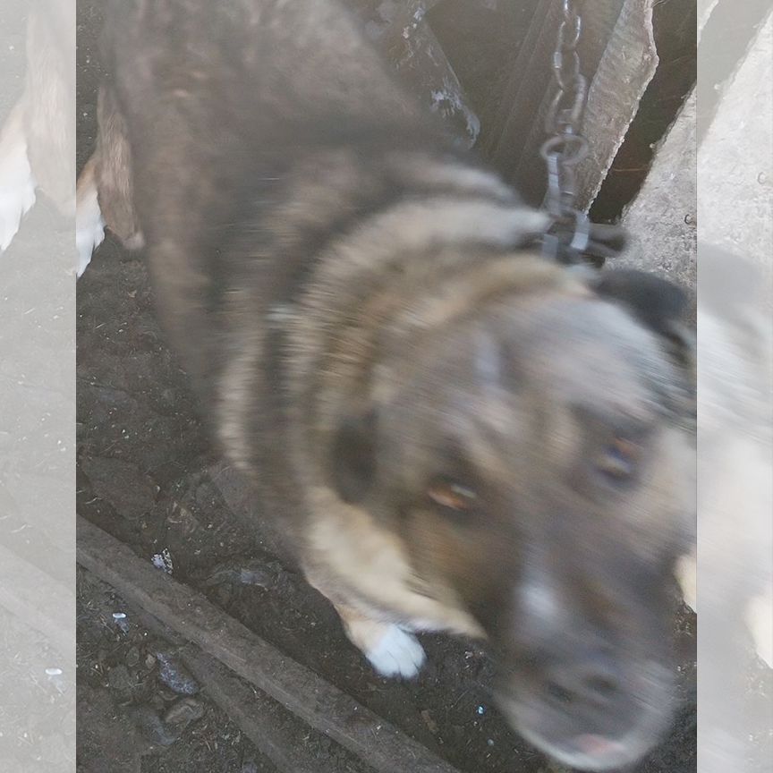 Кавказская овчарка, взрослый пёс