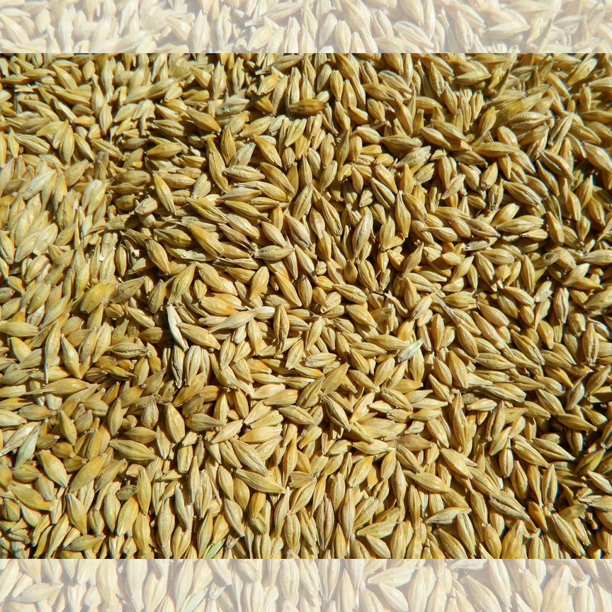 Продам зерно ячмень
