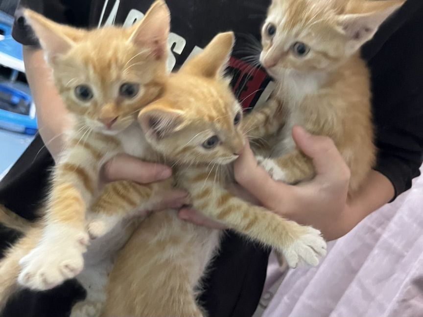 Котата