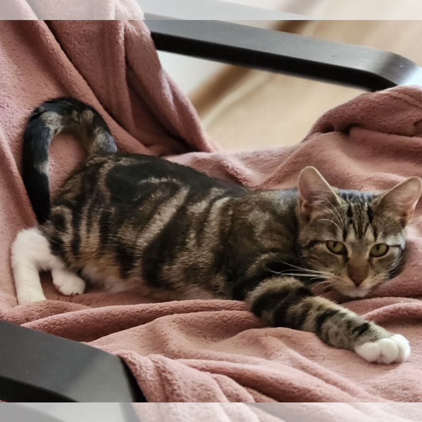 Мраморный котенок