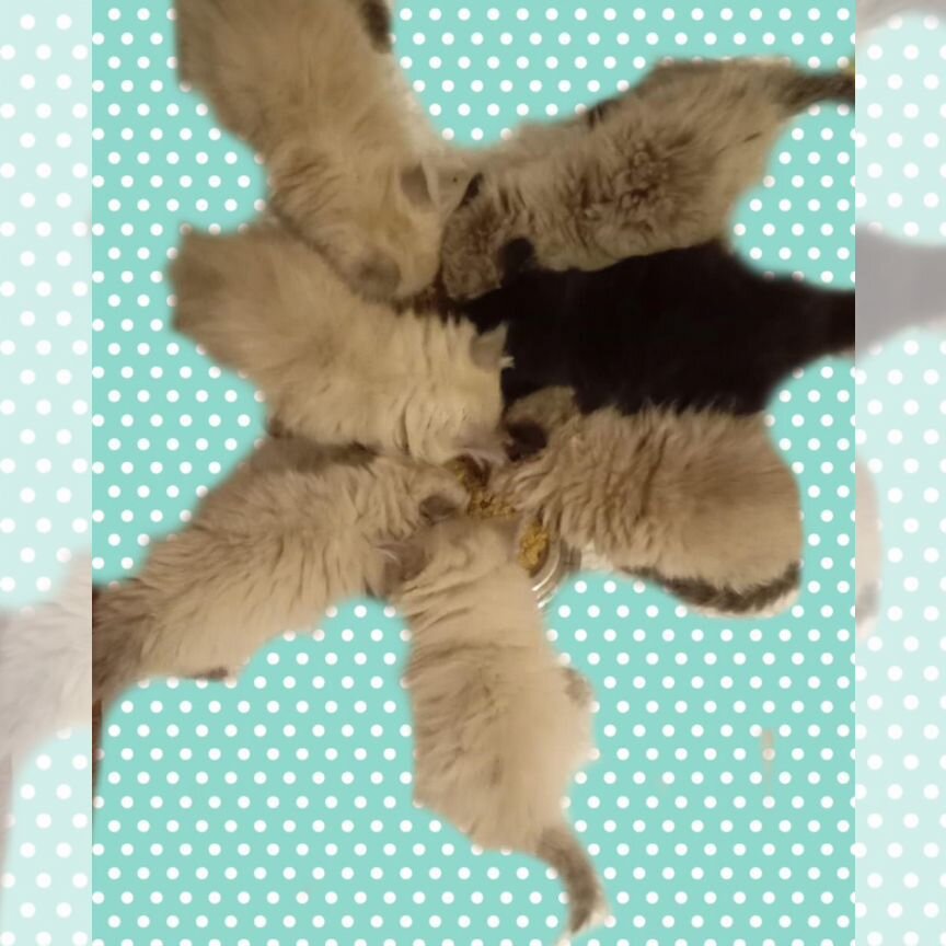 Персидский котёнок