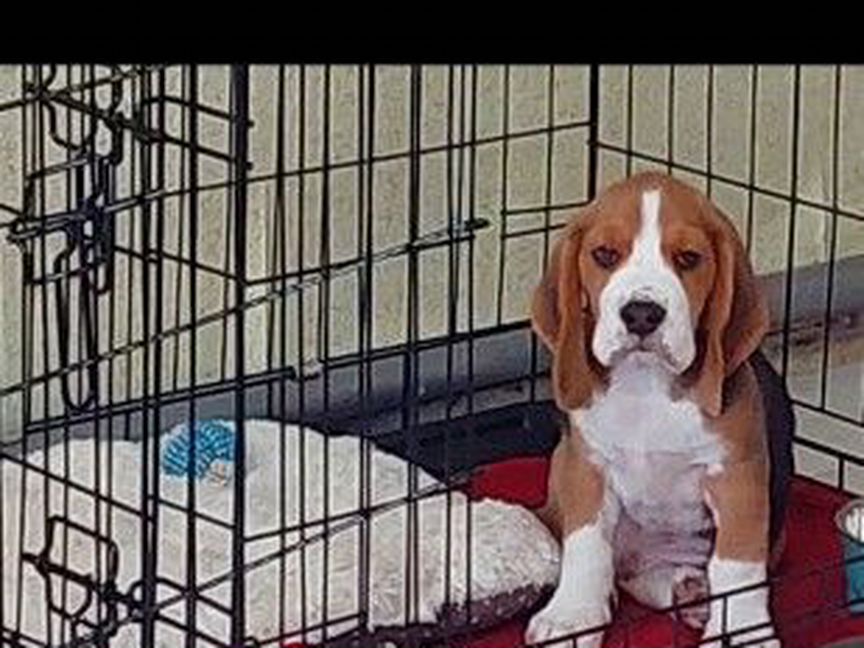 Щенок Бигль мальчик