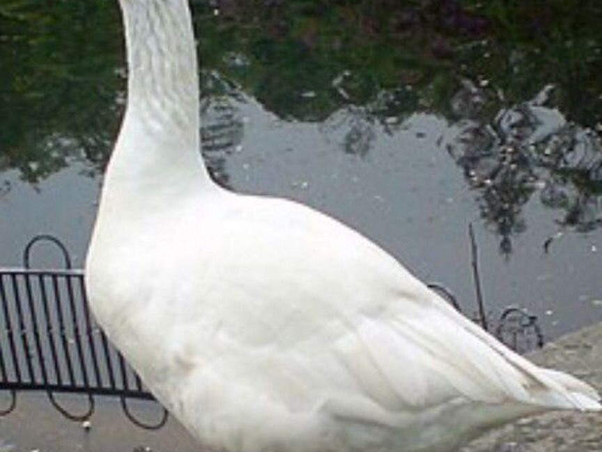 Гусь домашний