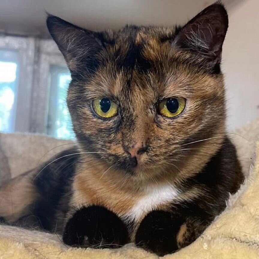 Дарси кошечка