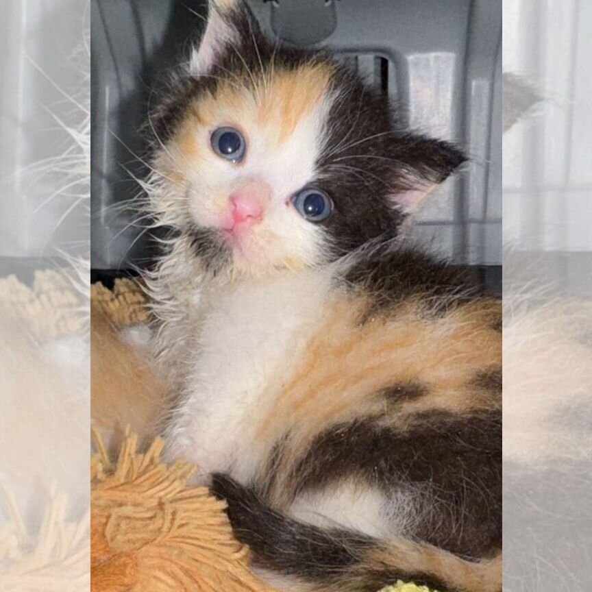 3хцветное счастье в добрые руки