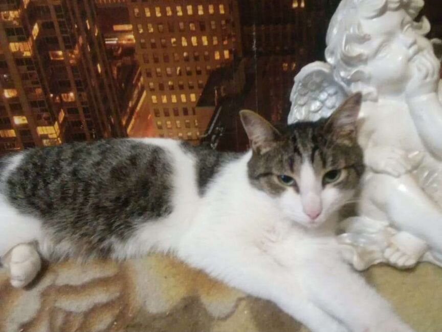 Котик Джони ищет дом