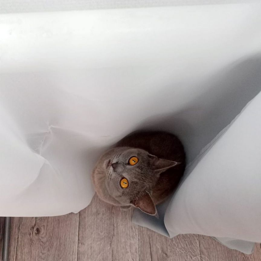 Отдадим котят за шоколадку