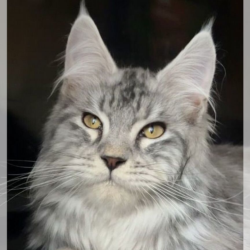 Роскошный Малыш 4,5 мес