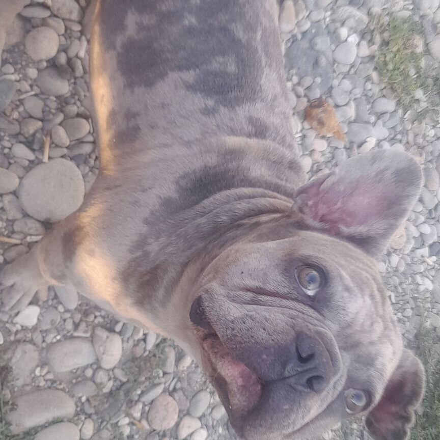 Вязка кобель француз