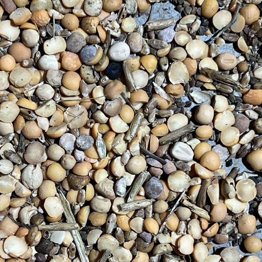 Сечка гороха