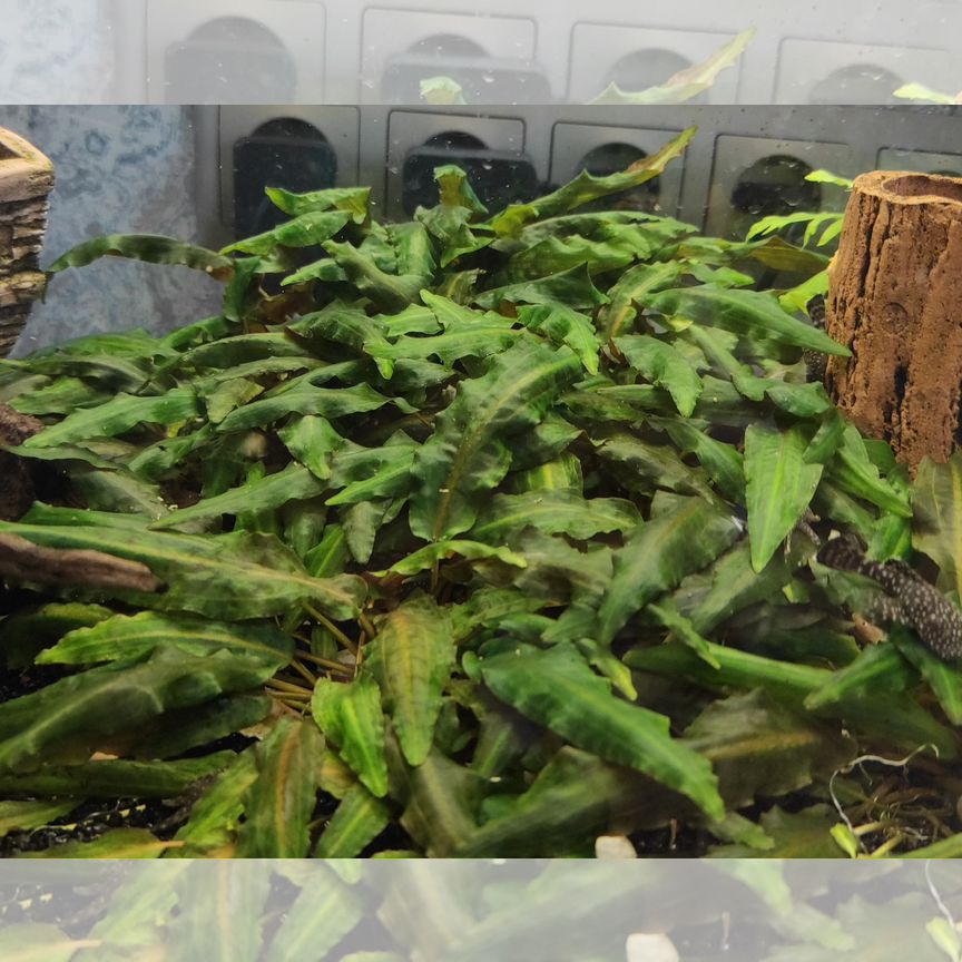 Аквариумное растение криптокорина