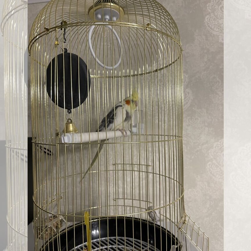 Попугай корелла с клеткой