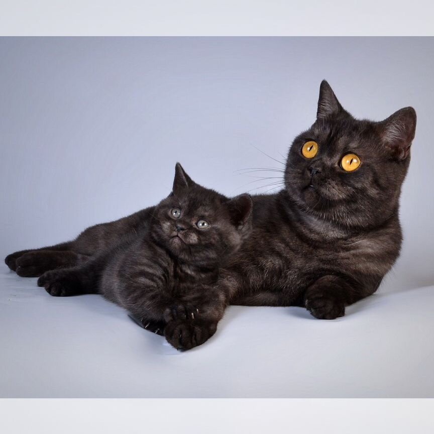 Шотландские котятки, черный дым