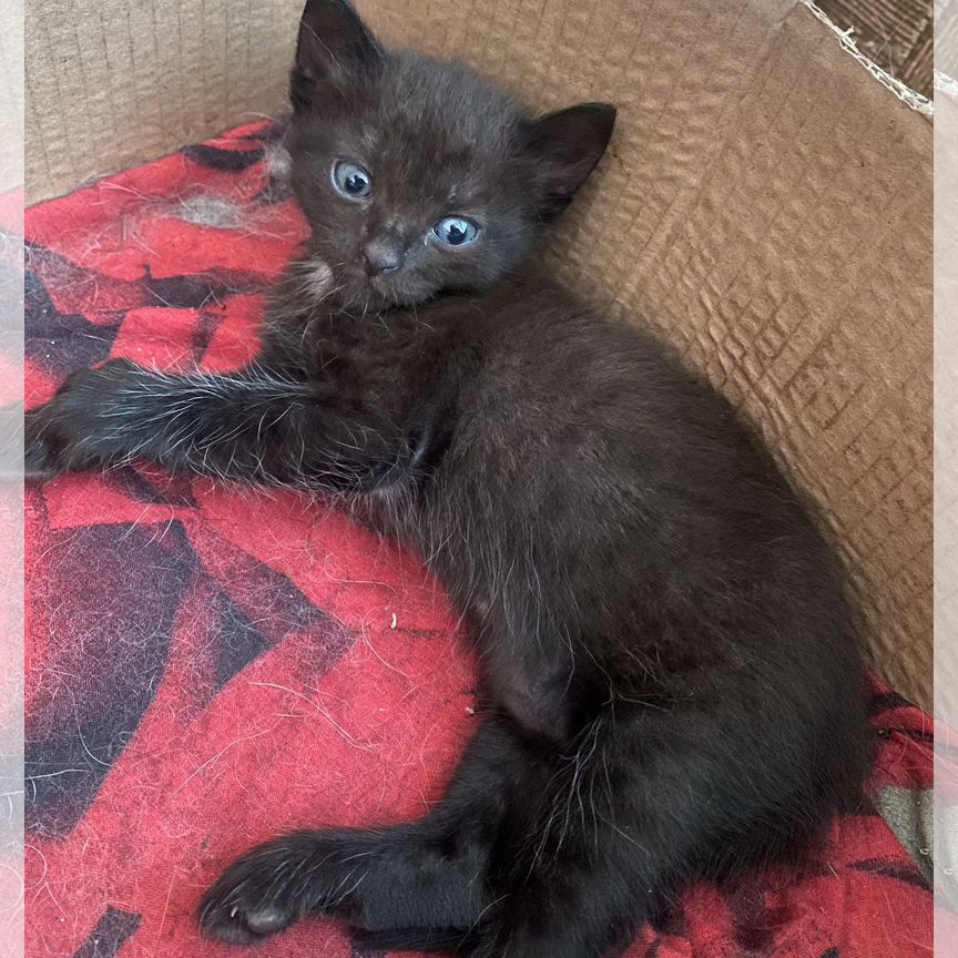 Котёнок в добрые руки