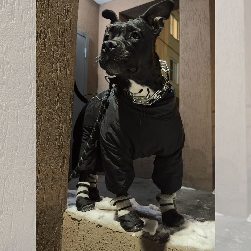 Американский стаффордширский терьер, взрослая собака