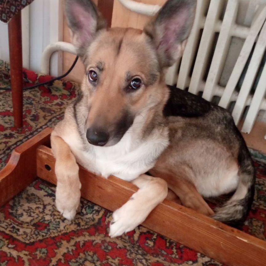 Взрослая собака в добрые руки