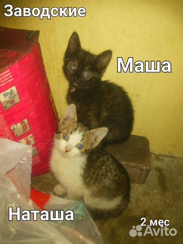 Котята с завода Маша и Наташа