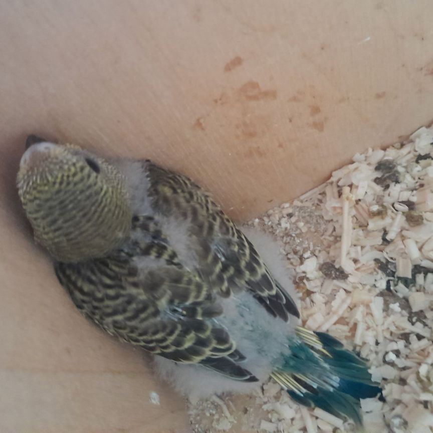 Продам волнистого попугая