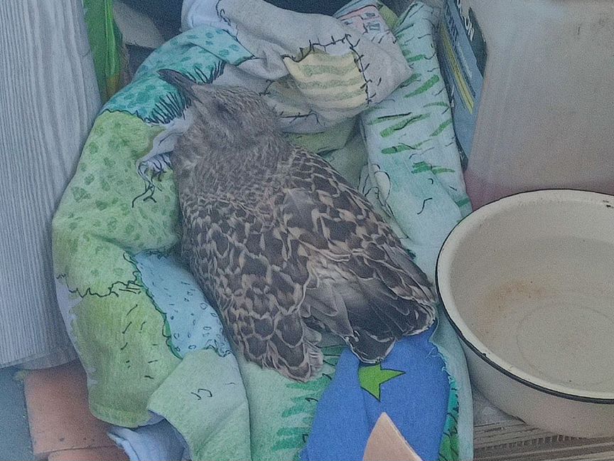 Птенец серебристой чайки