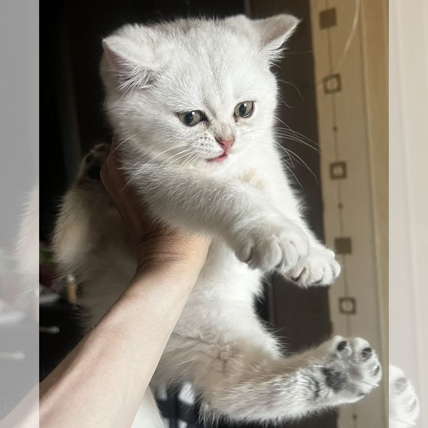 Шотландский вислоухий короткошёрстный котёнок