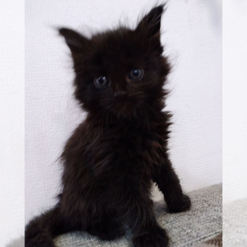 Котёнок