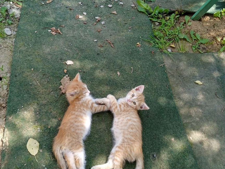 Продам котят мышеловов