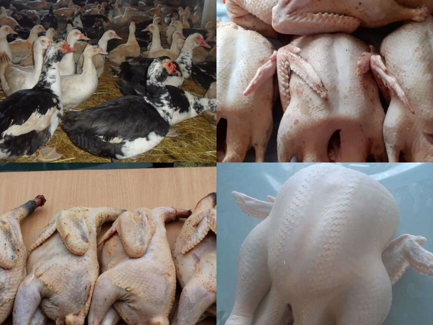 Птица