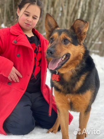 Прекрасная собака для души