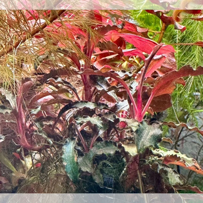 Буцефаландра Кедаганг ред и др